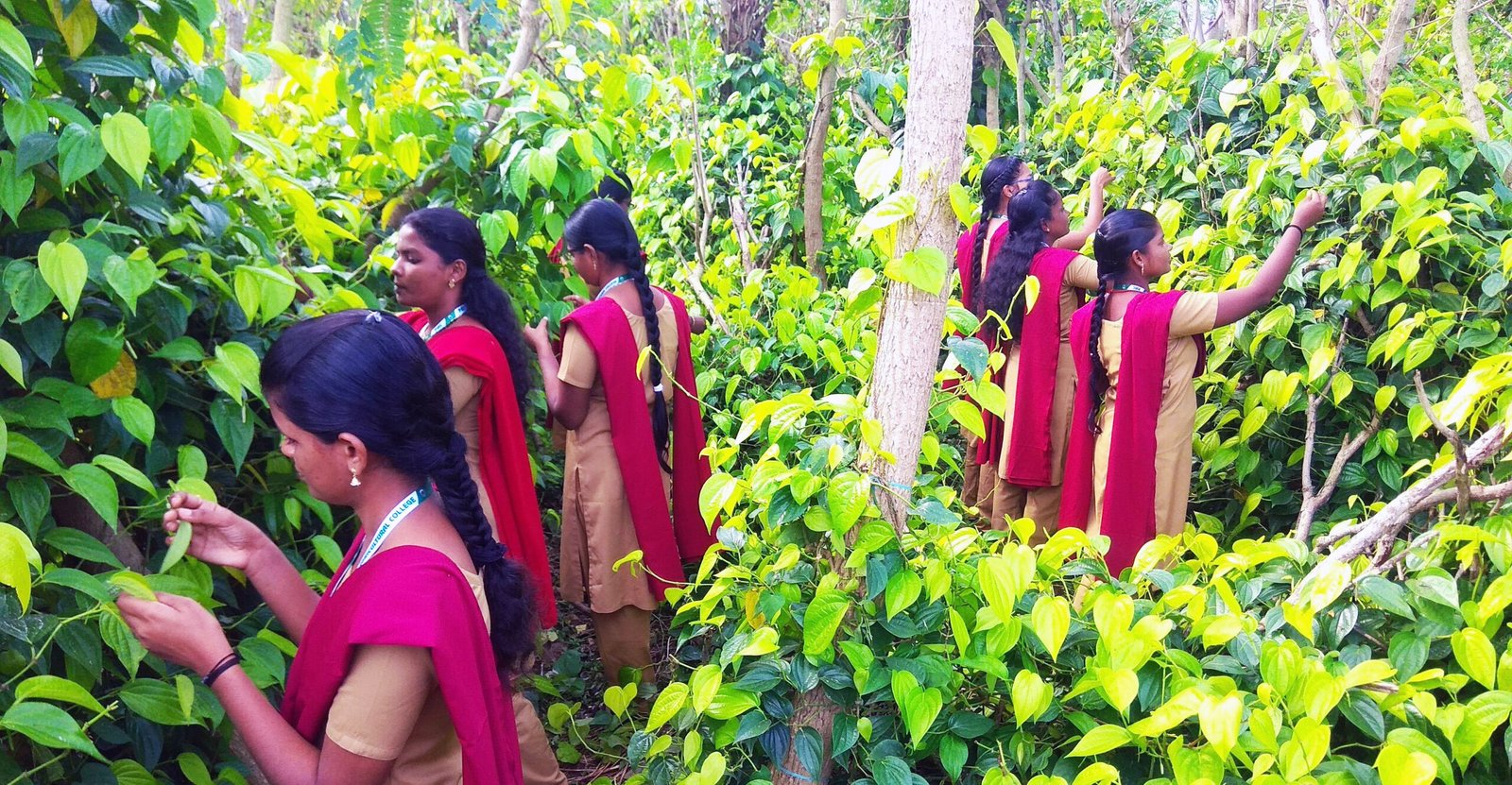 Palar Agricultural College (PAC)